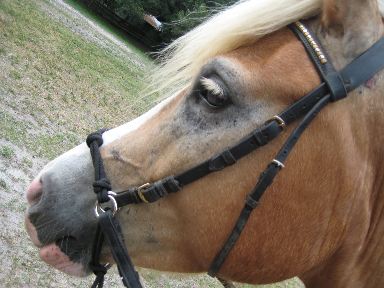 Golden the Pony girl: New Bitless Bridle!